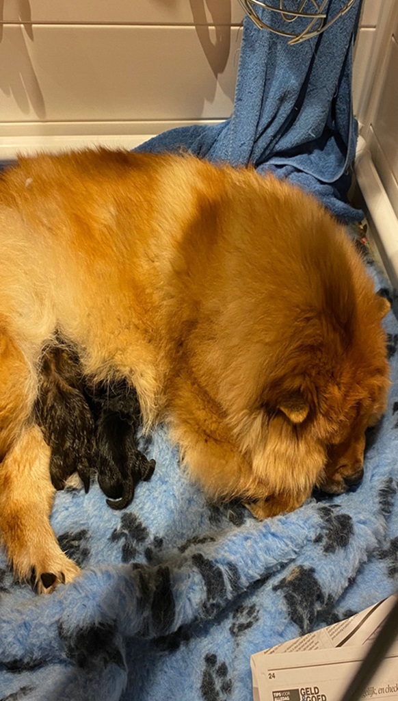 Home - Of The Magical Paws